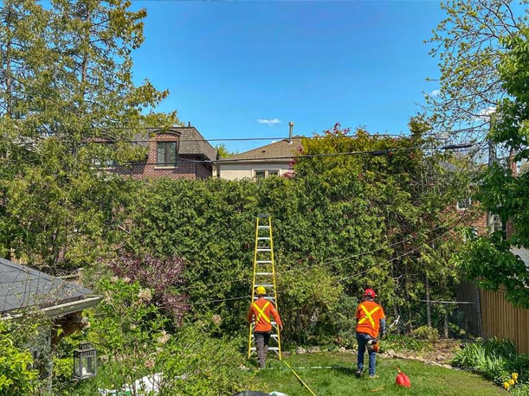 When do I need a City of Toronto Tree Removal Permit?
