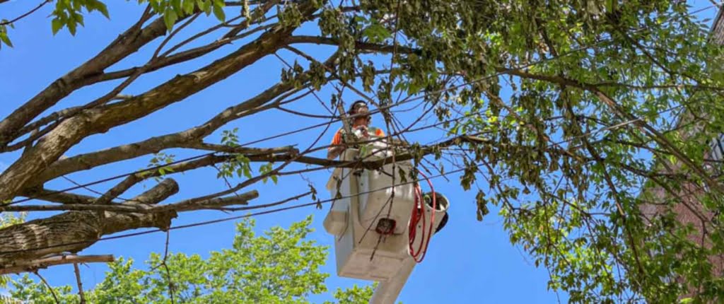 Tree Care Advice | Sarginson's Tree Services | Arborist in Toronto