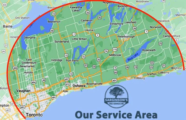 Tree Service Courtice | Sarginson's Tree Services