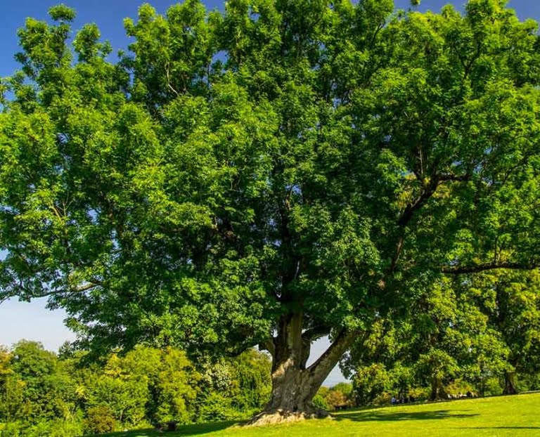When do I need a City of Toronto Tree Removal Permit?