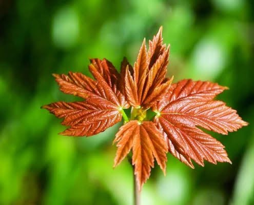 Maple tree dying: signs of maple decline | Sarginson's Tree Services