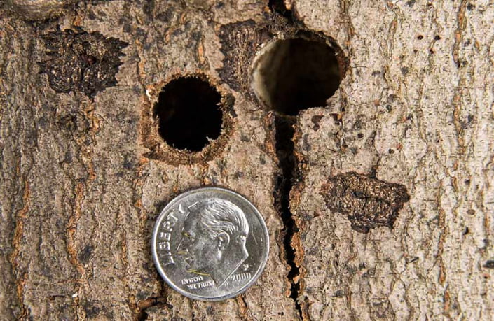 Asian Longhorned Beetle Facts | Sarginson's Tree Services