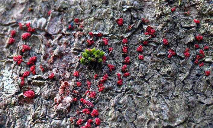 Common Pests and Tree Diseases in Ontario | Sarginson's Advice