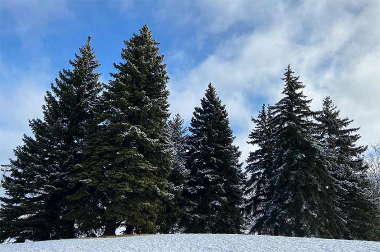 Needle Cast Disease: Treatment and Prevention | Sarginson's Tree Services