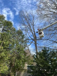 Neighbours trees overhanging my property Ontario | Sarginson's Tree ...