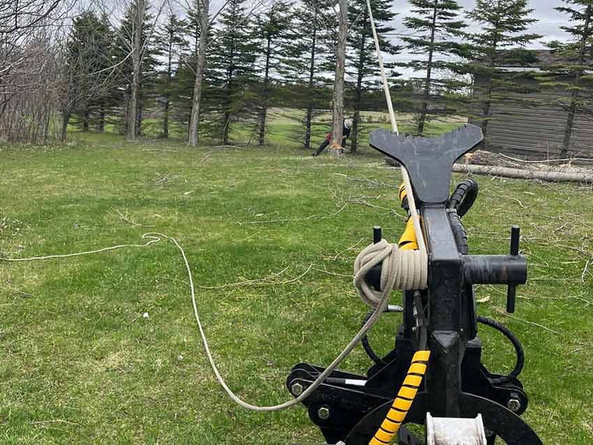 Poplar Trees in Ontario | Sarginson's Tree Services